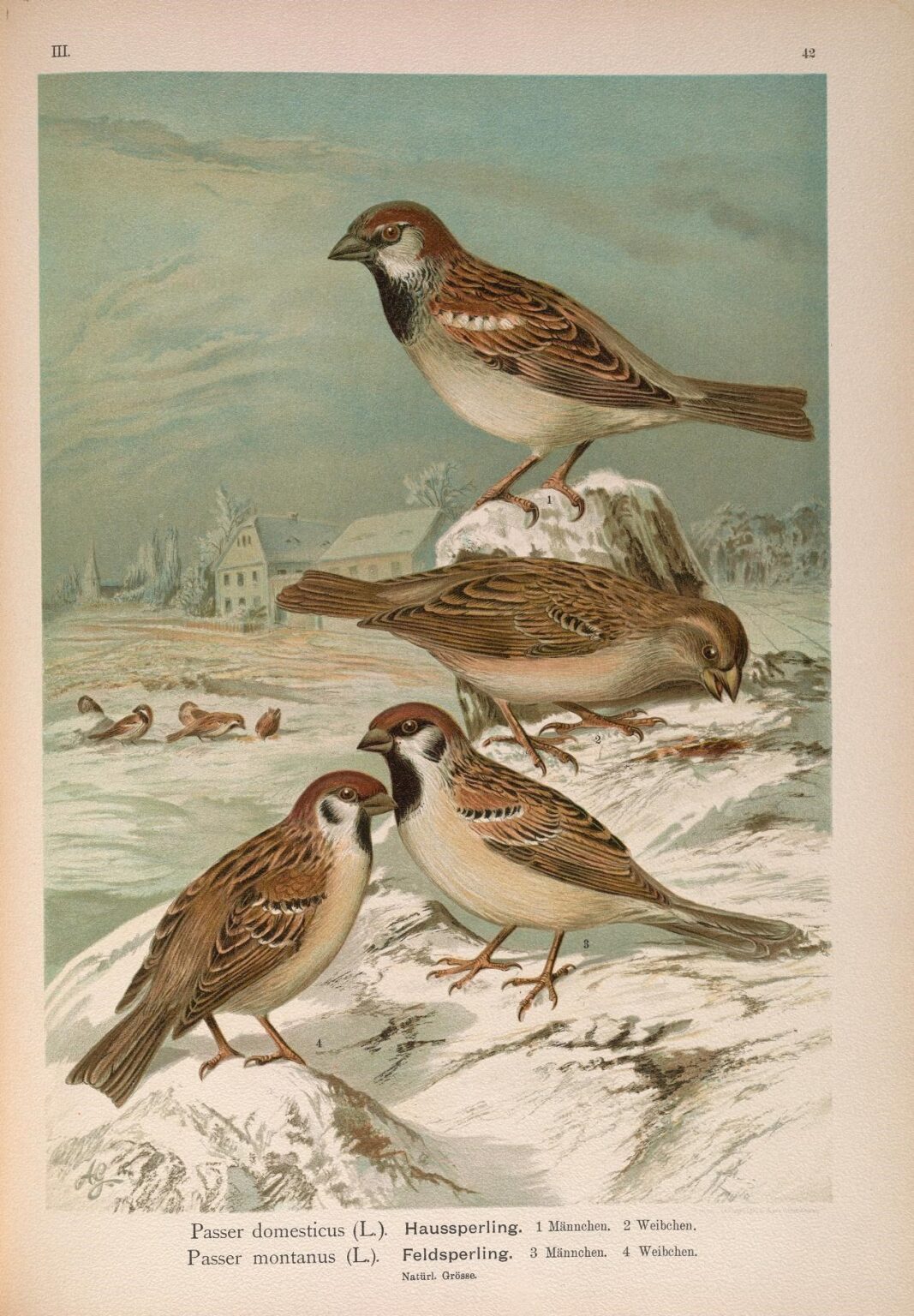 Holocene Histories: Humans, Plants, Animals - Leiden University Press